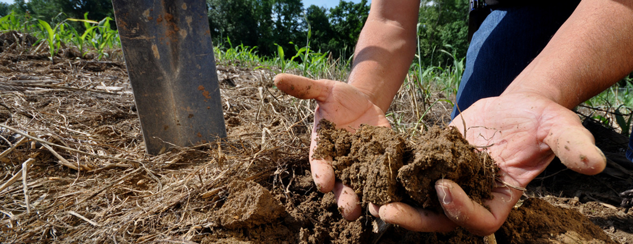 Soil protists: a fertile frontier in biology research | OUPblog